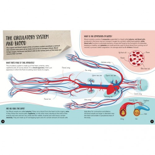 What, How, Why : Human Body